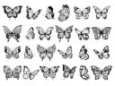 How to Draw a Beautiful Butterfly – Craftwhack