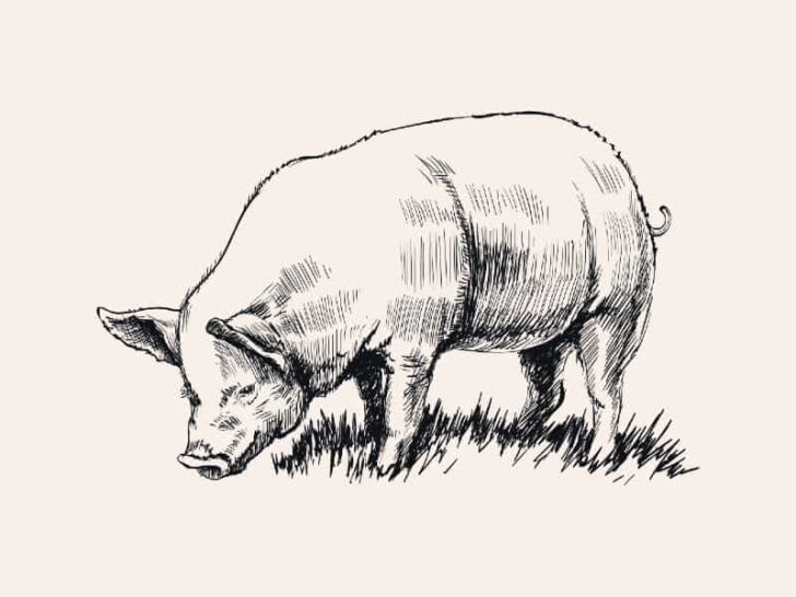 How to Draw a Pig – 10 Steps & Some Tips & Techniques – Craftwhack