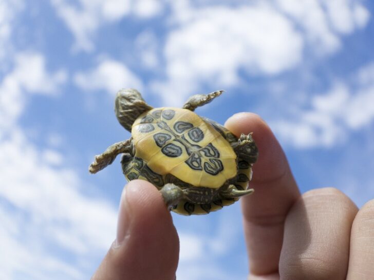 Adorable Sea Turtles Crafts – Craftwhack